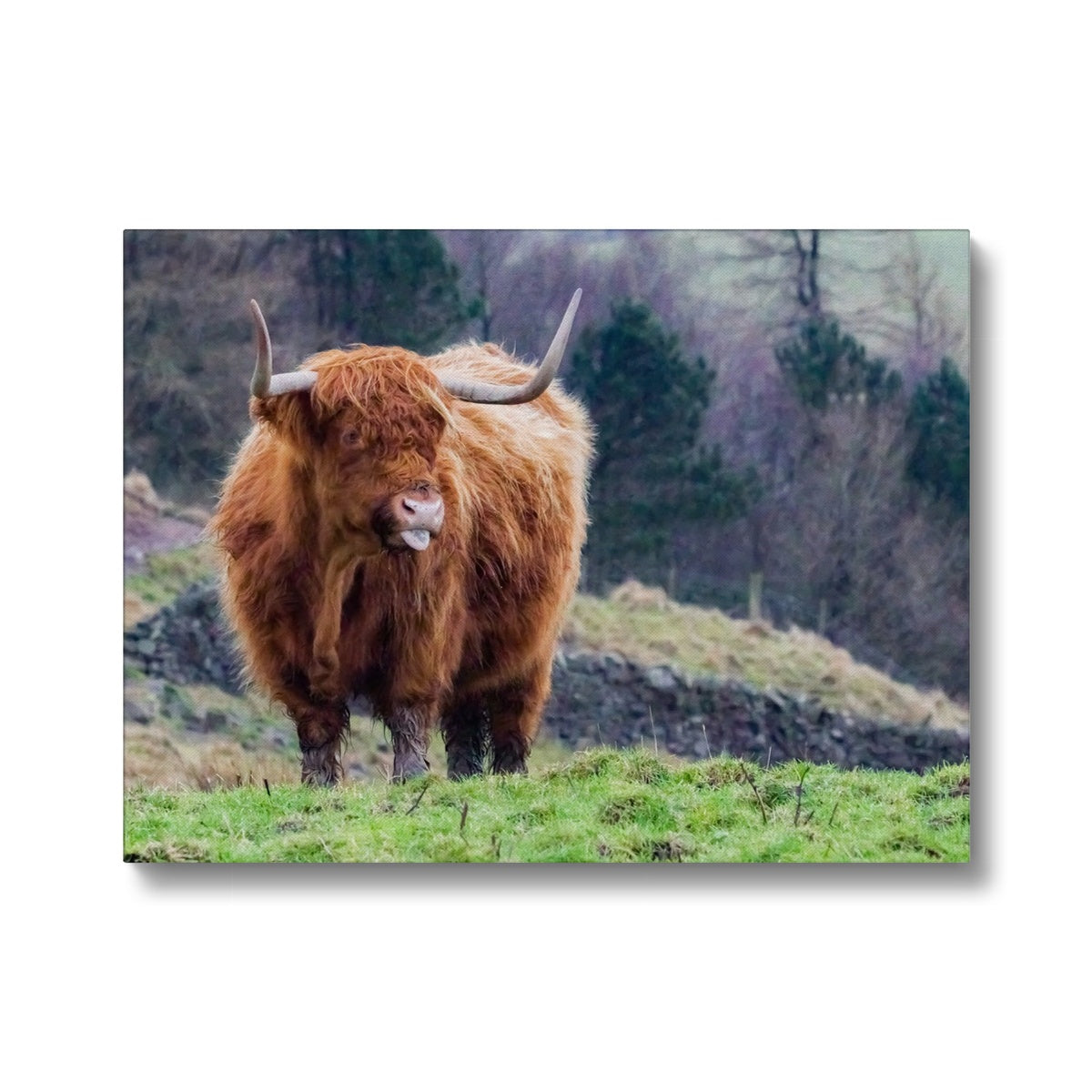 Raspberry Cow Canvas – Hide and Peak