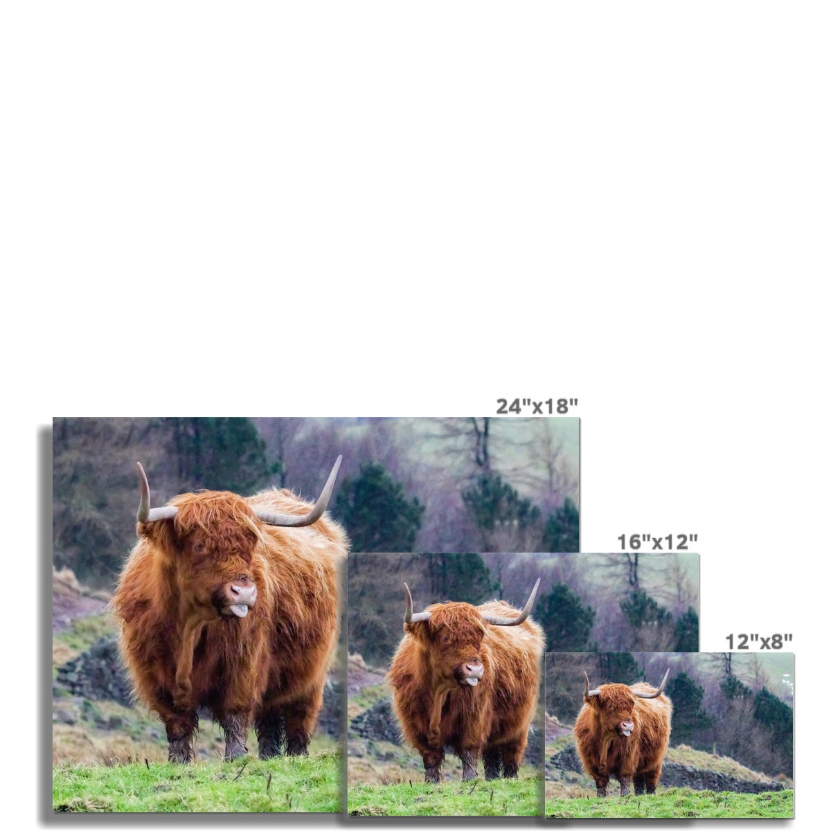 Raspberry Cow Fine Art Print – Hide and Peak