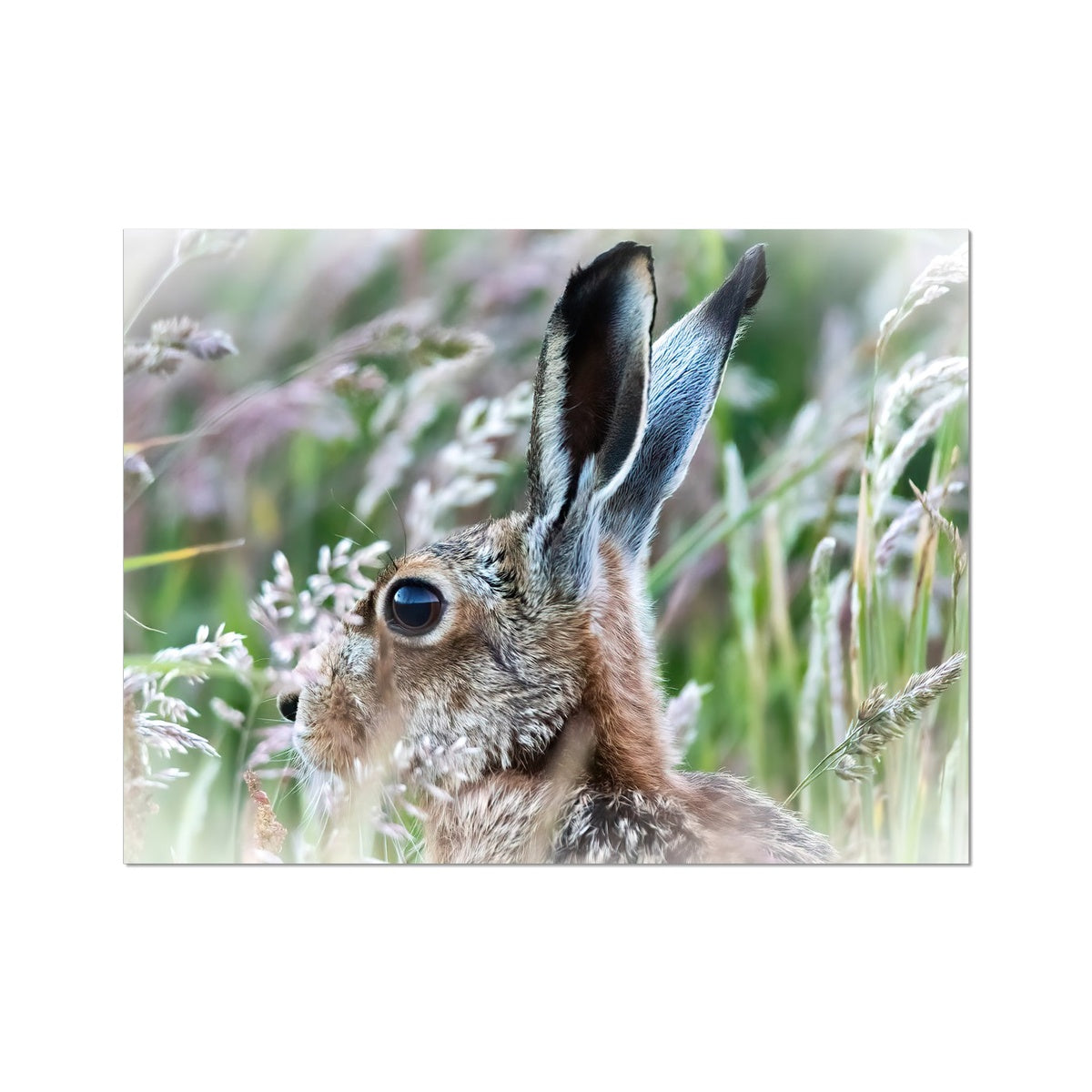 Magical Hare Fine Art Print – Hide and Peak
